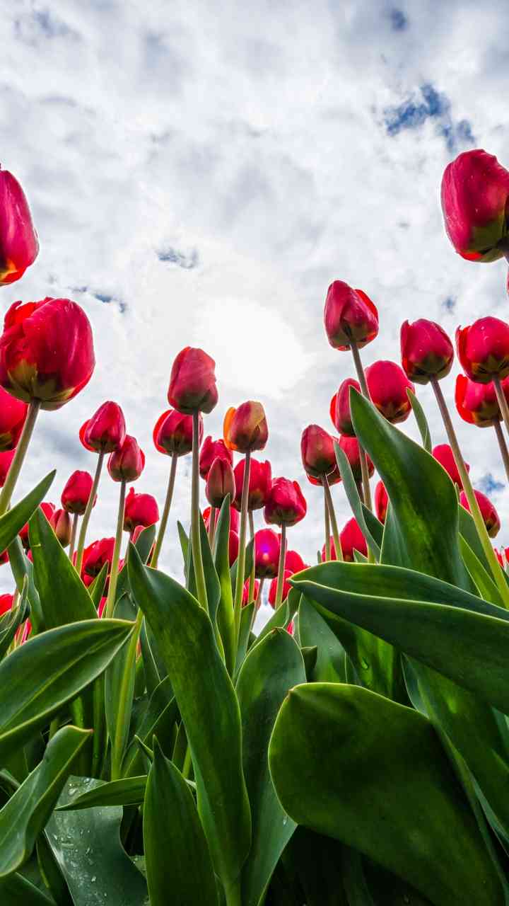 A field of blooming tulips. A colorful and cheerful wallpaper - MirrorLog.com